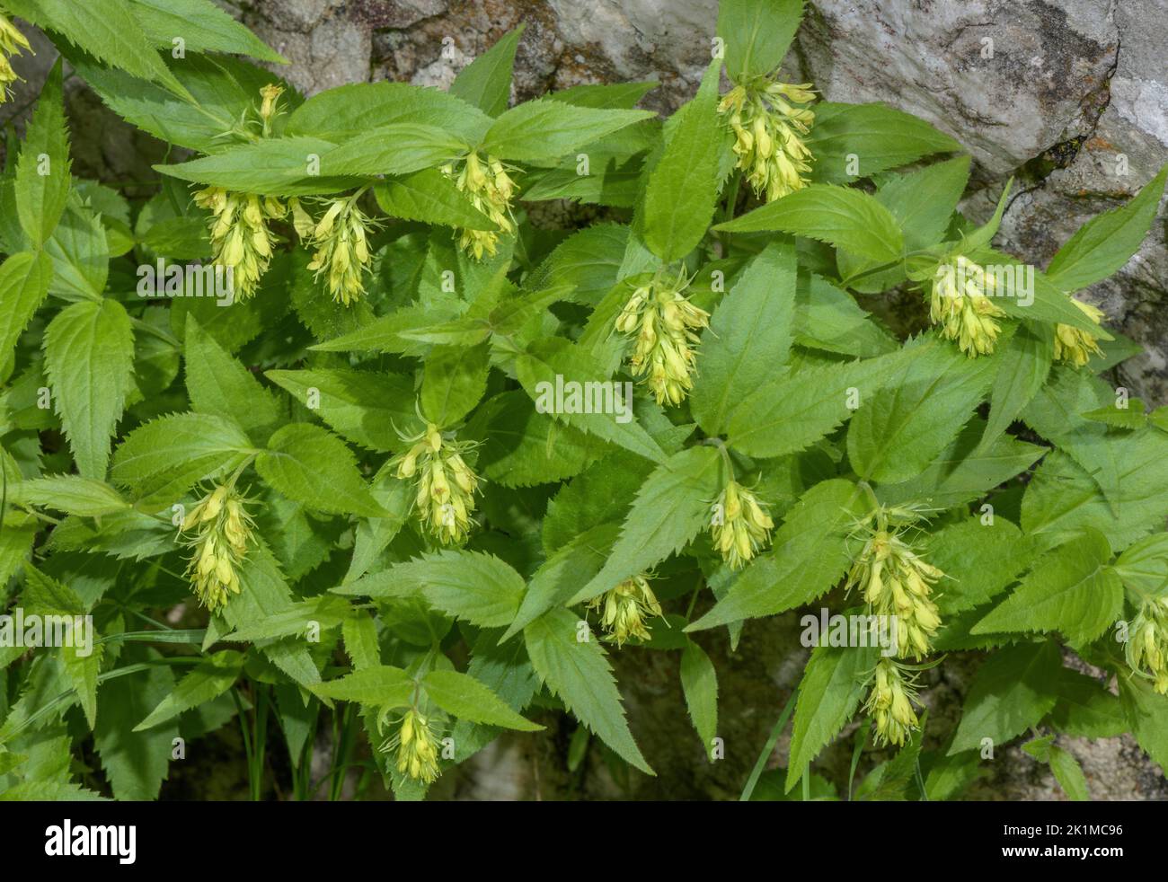 Yellow Veronica, Veronica lutea, in flower on rock ledge, Julian Alps ...