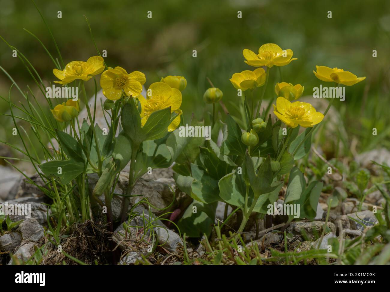 Ranunculus hybridus hi-res stock photography and images - Alamy