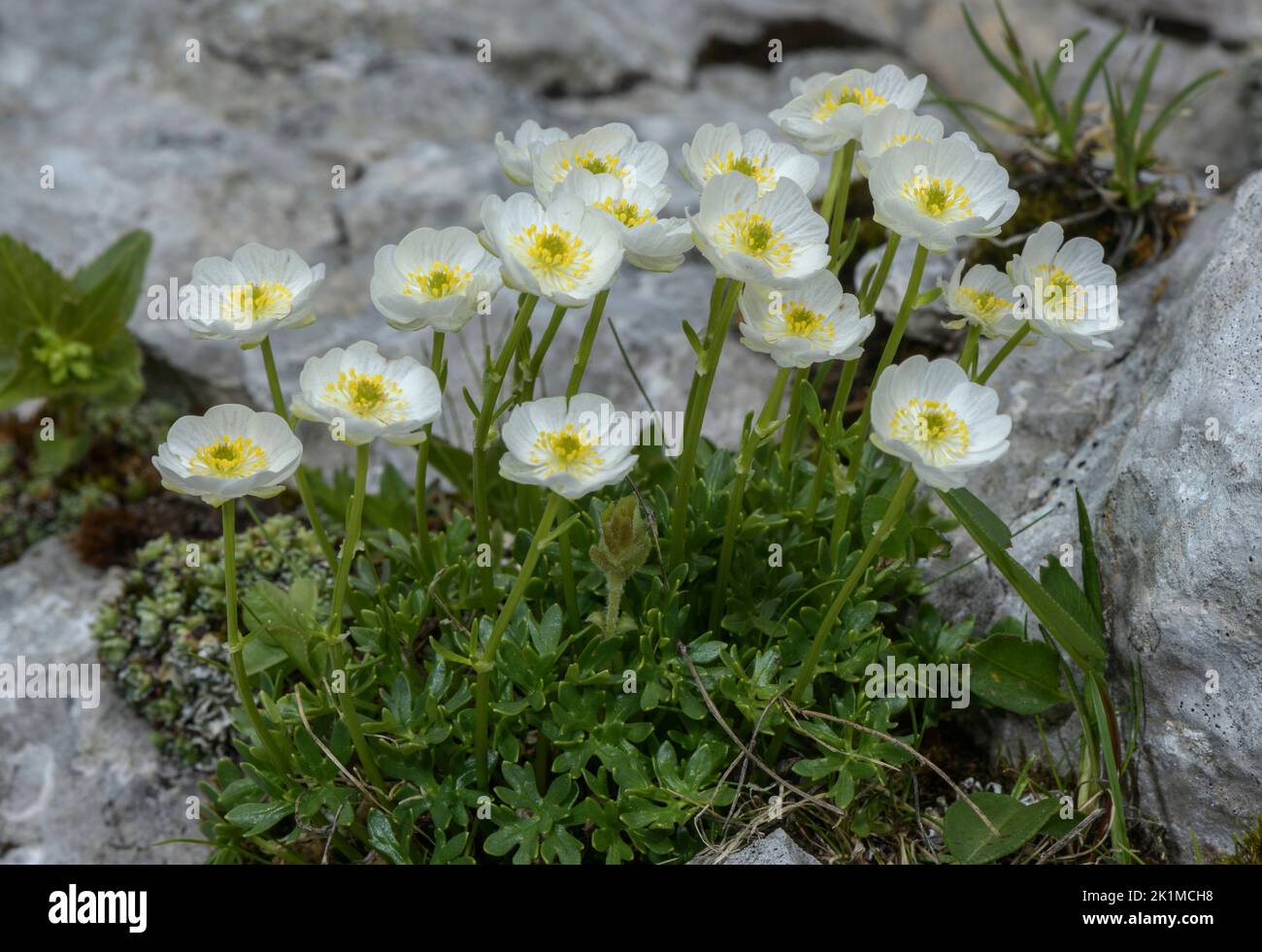 Form of Alpine Buttercup, Ranunculus alpestris subsp. traunfellneri in ...