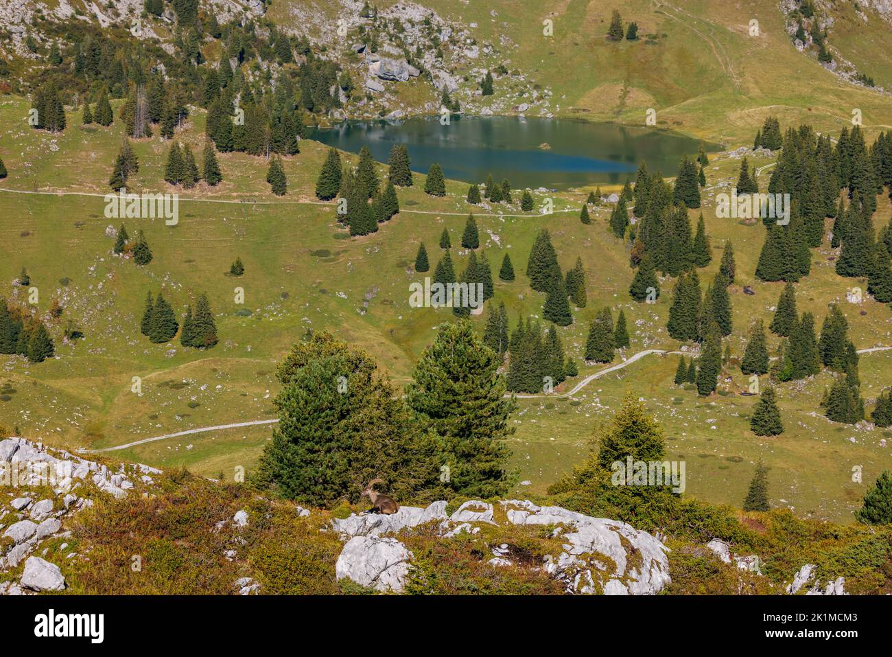 male ibex (Capra ibex) in Naturpark Diemtigtal in Berner Oberland Stock ...
