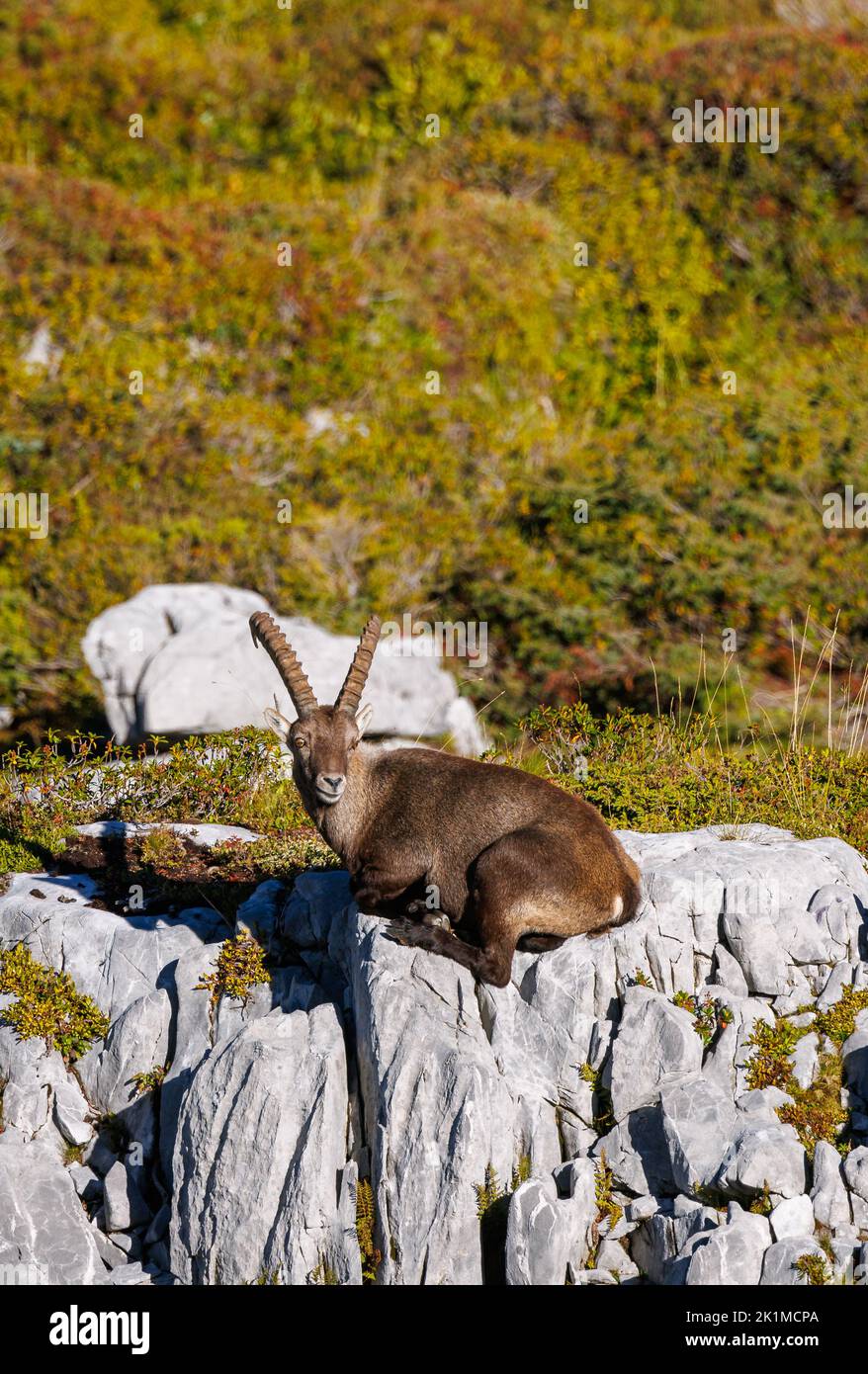 male ibex (Capra ibex) in Naturpark Diemtigtal in Berner Oberland Stock ...