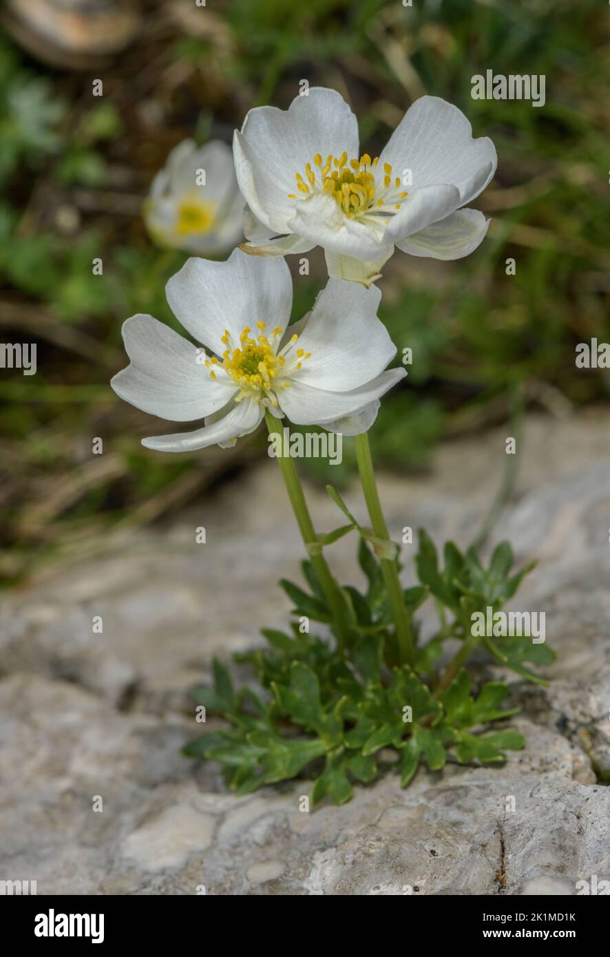 Form of Alpine Buttercup, Ranunculus alpestris subsp. traunfellneri in ...