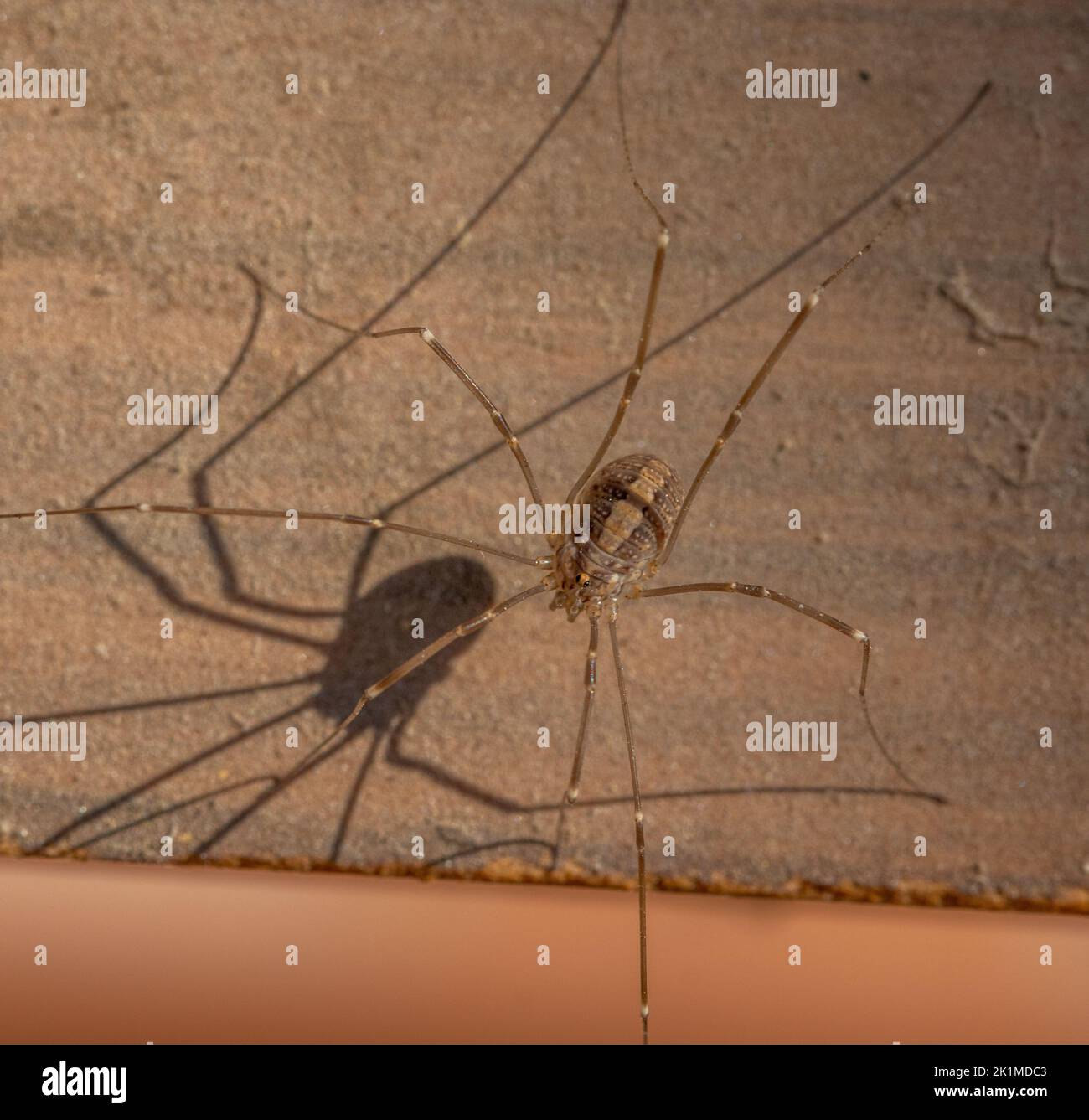 Cosmobunus granarius, Harvestmen Spider Stock Photo - Alamy