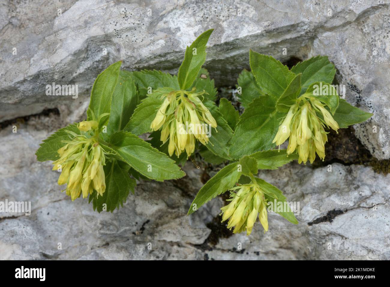 Yellow Veronica, Veronica lutea, in flower on rock ledge, Julian Alps ...