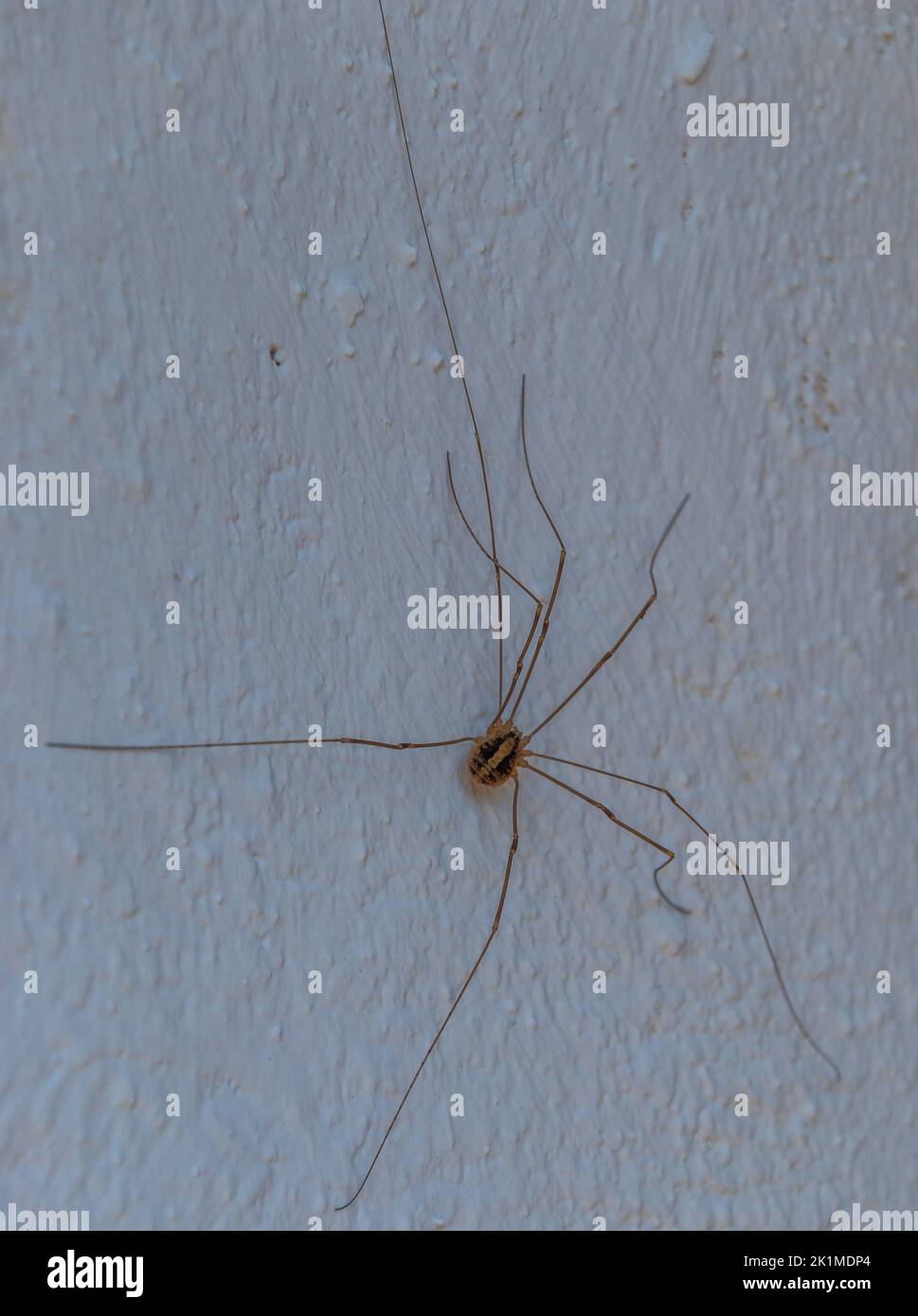 Harvestmen spiders hi-res stock photography and images - Alamy