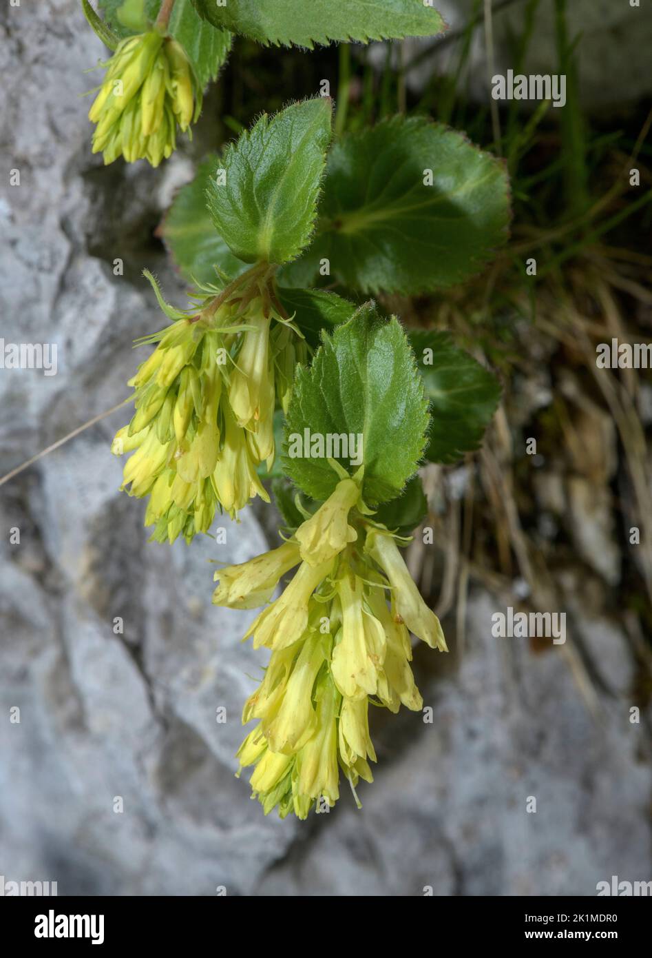 Yellow Veronica, Veronica lutea, in flower on rock ledge, Julian Alps ...