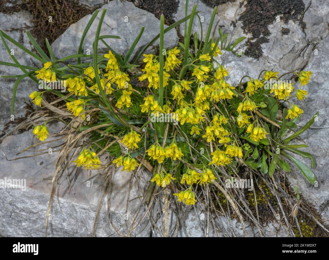 Draba Yellow whitlow-grass, Draba aizoides in flower, Julian Alps Stock ...