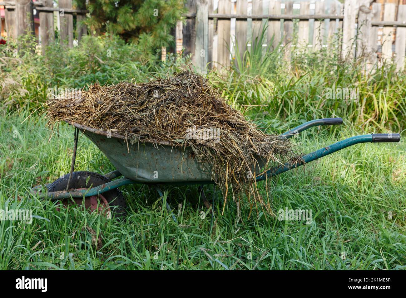 Wheelbarrow with cattle manure. wheelbarrow full of straw and manure ...