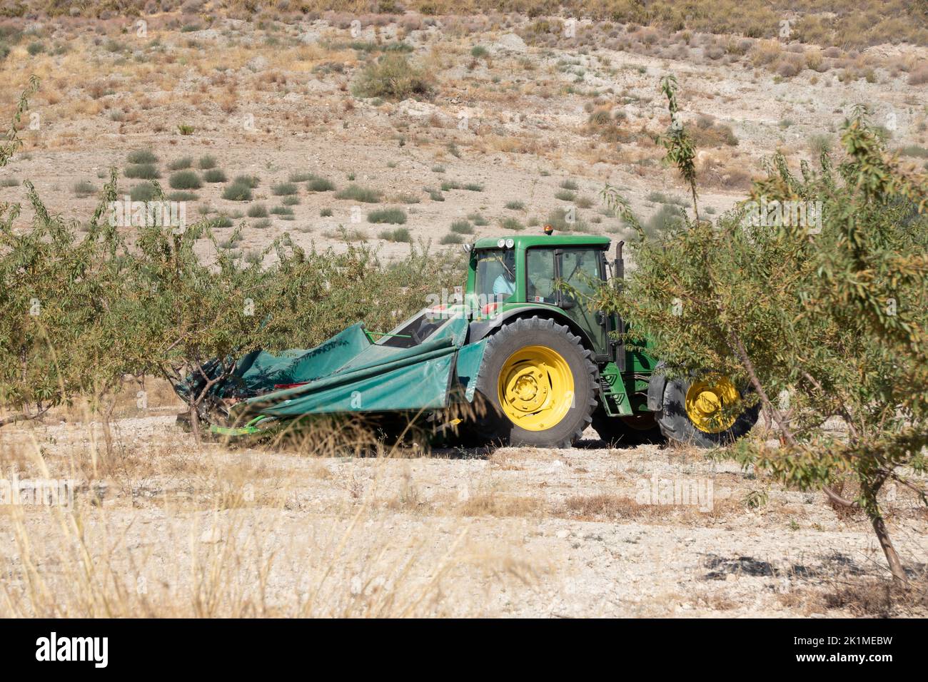 Almond harvesting machine that Shakes the Almonds of the Tree using a ...