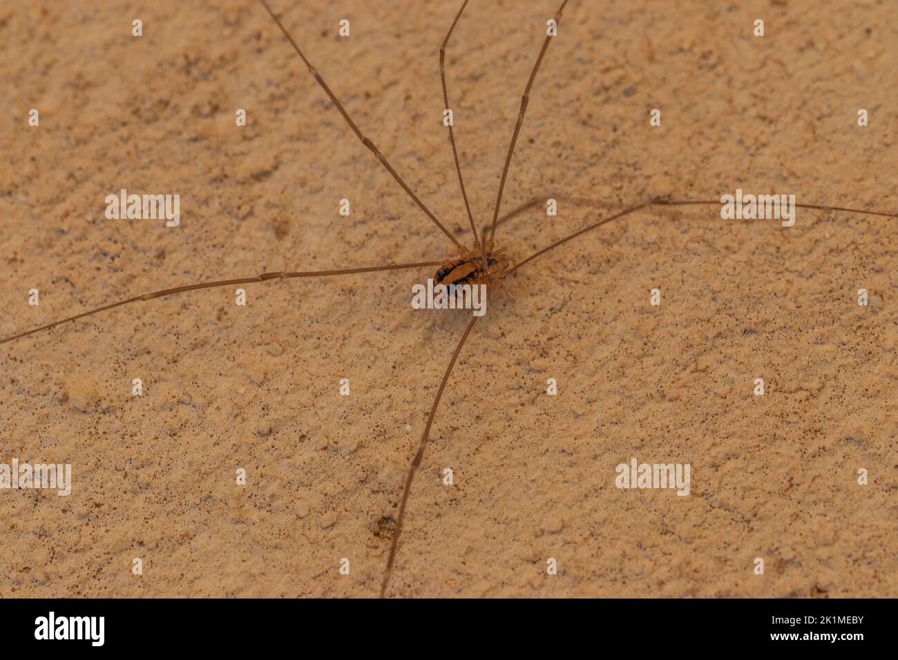 Cosmobunus granarius, Harvestmen Spider Stock Photo - Alamy