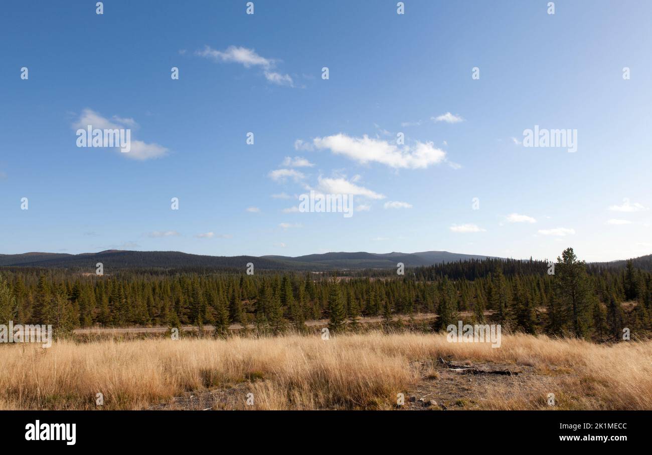 Vast areas of forestland in rural areas. Trees, small lakes, and ...