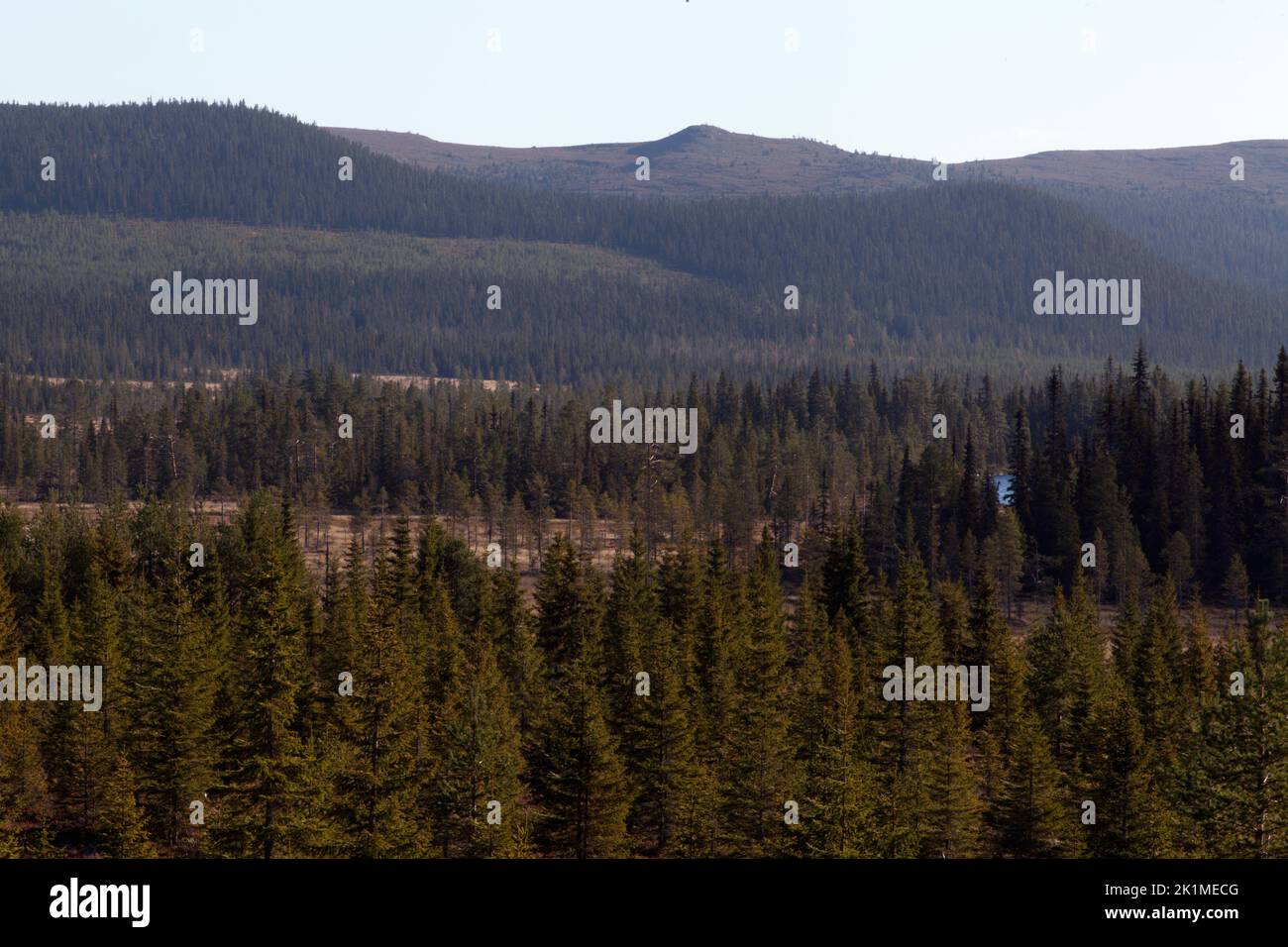 Vast areas of forestland in rural areas. Trees, small lakes, and ...