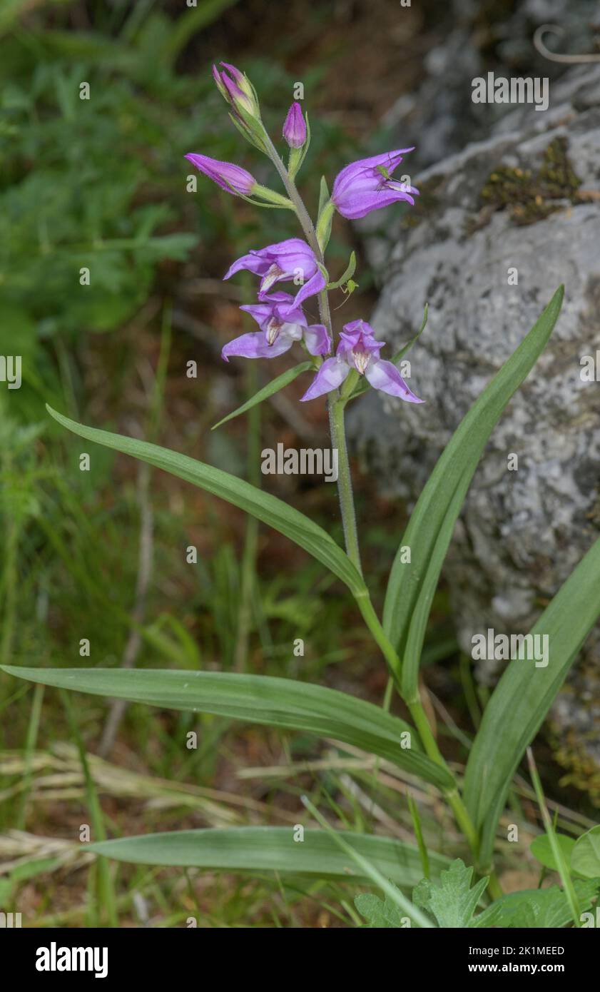 Red helleborine, Cephalanthera rubra, in flower on limestone, Julian ...