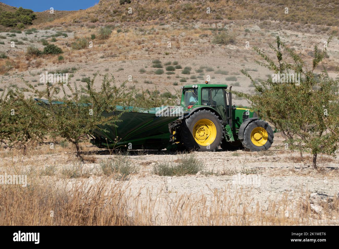 Almond harvesting machine that Shakes the Almonds of the Tree using a ...