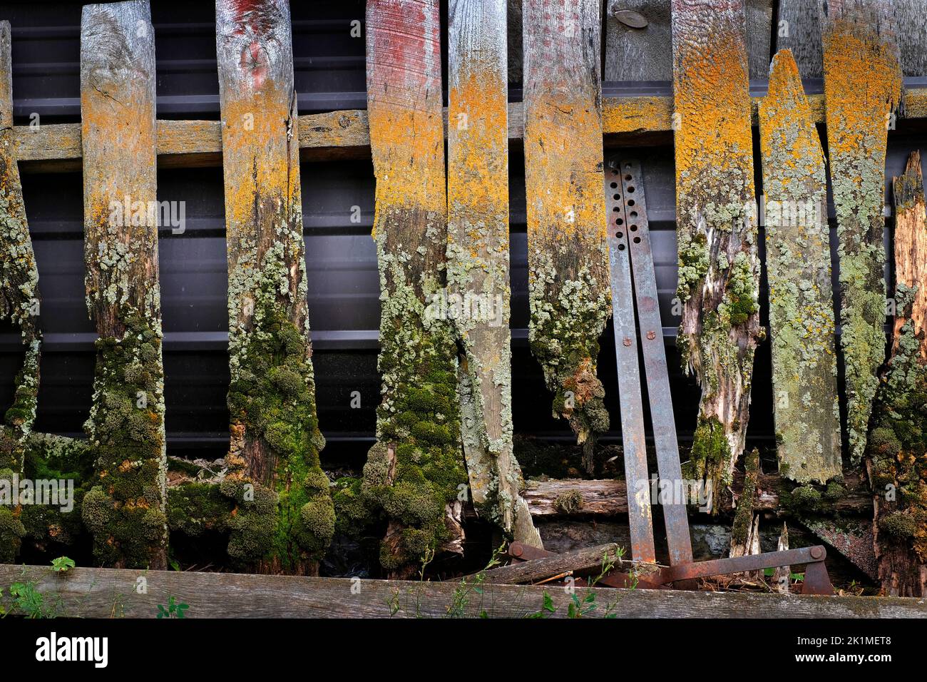 Detail of old weathered wooden fence with moss and lichens growing ...