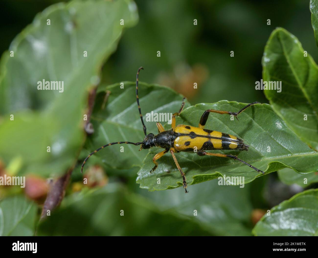 Black and Yellow Longhorn Beetle, Rutpela maculata, Rock Buckthorn ...
