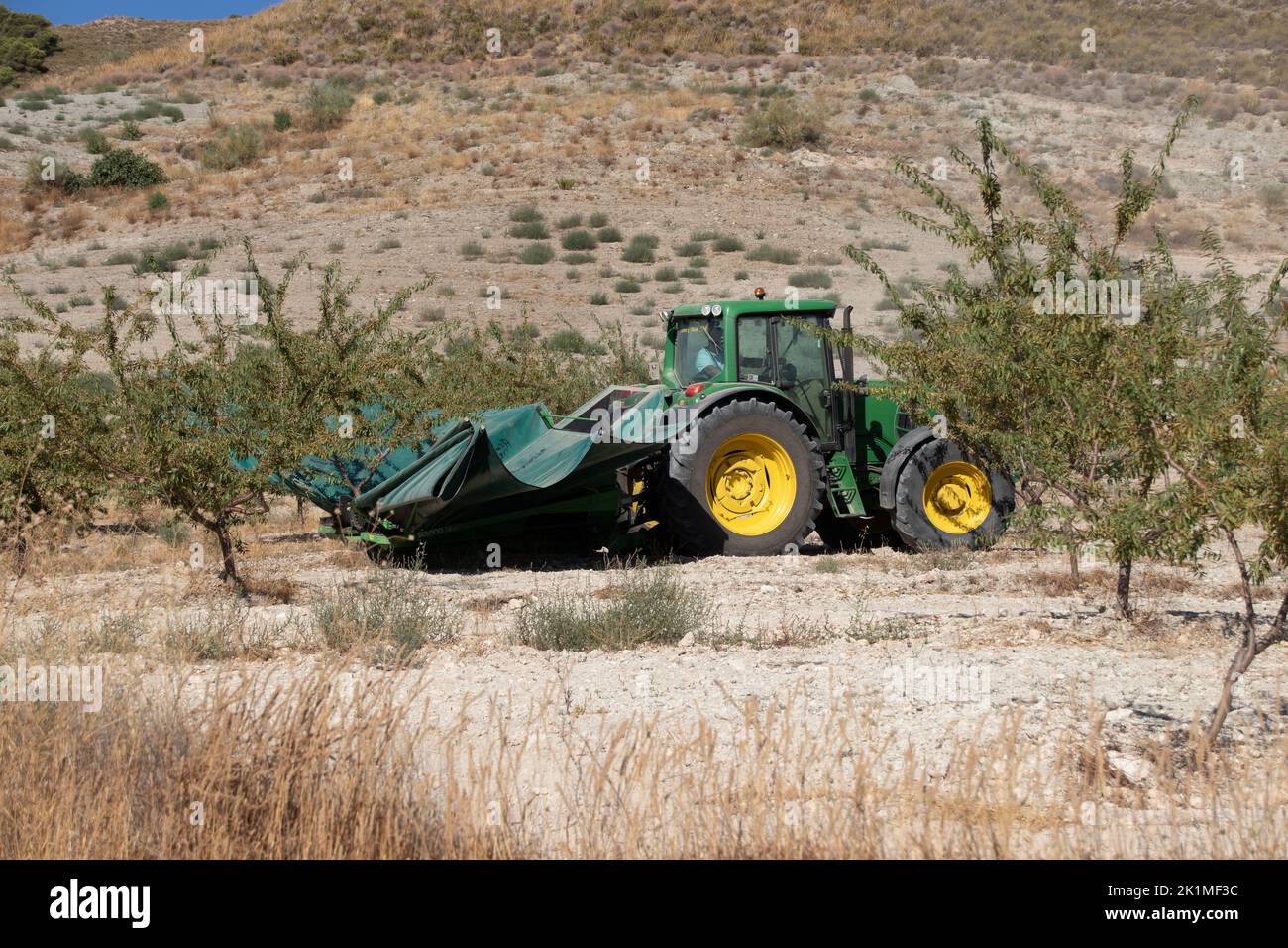Almond harvesting machine that Shakes the Almonds of the Tree using a ...