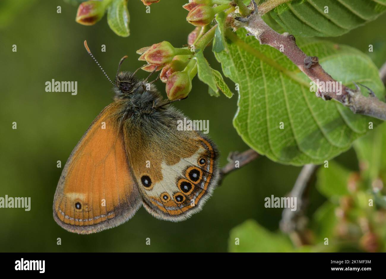 Pearly Heath butterfly, Coenonympha arcania, on Rock Buckthorn ...