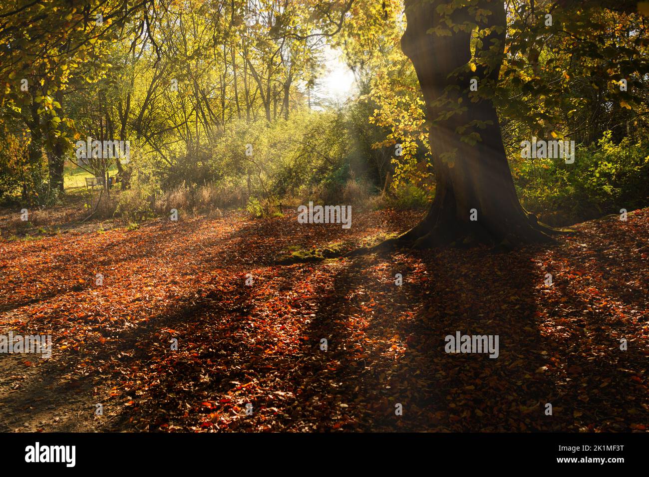 Beech tree with a distinctive thick trunk and a blanket of reddish ...