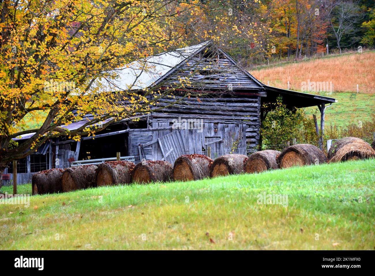 Old log barn has broken boards and hanging door. Row of round hay bales ...