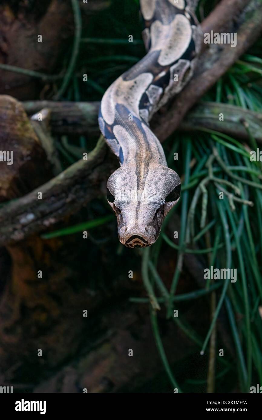 A boa constrictor snake in a park in Brazil Stock Photo - Alamy