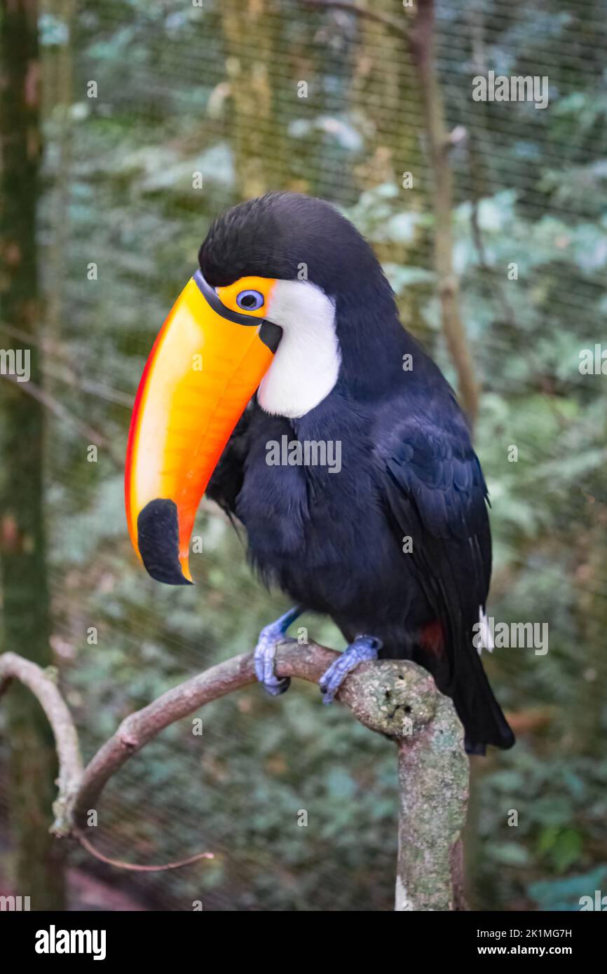 A toco toucan (Ramphastos toco) in a park in Brazil Stock Photo - Alamy