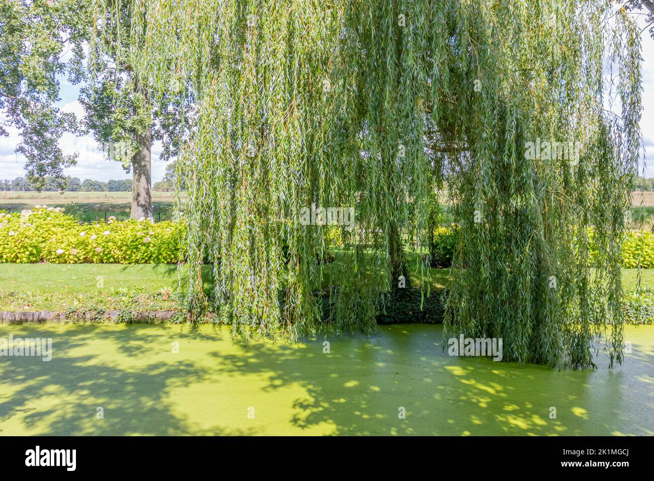 Weeping tree with green foliage with its branches and leaves touching ...