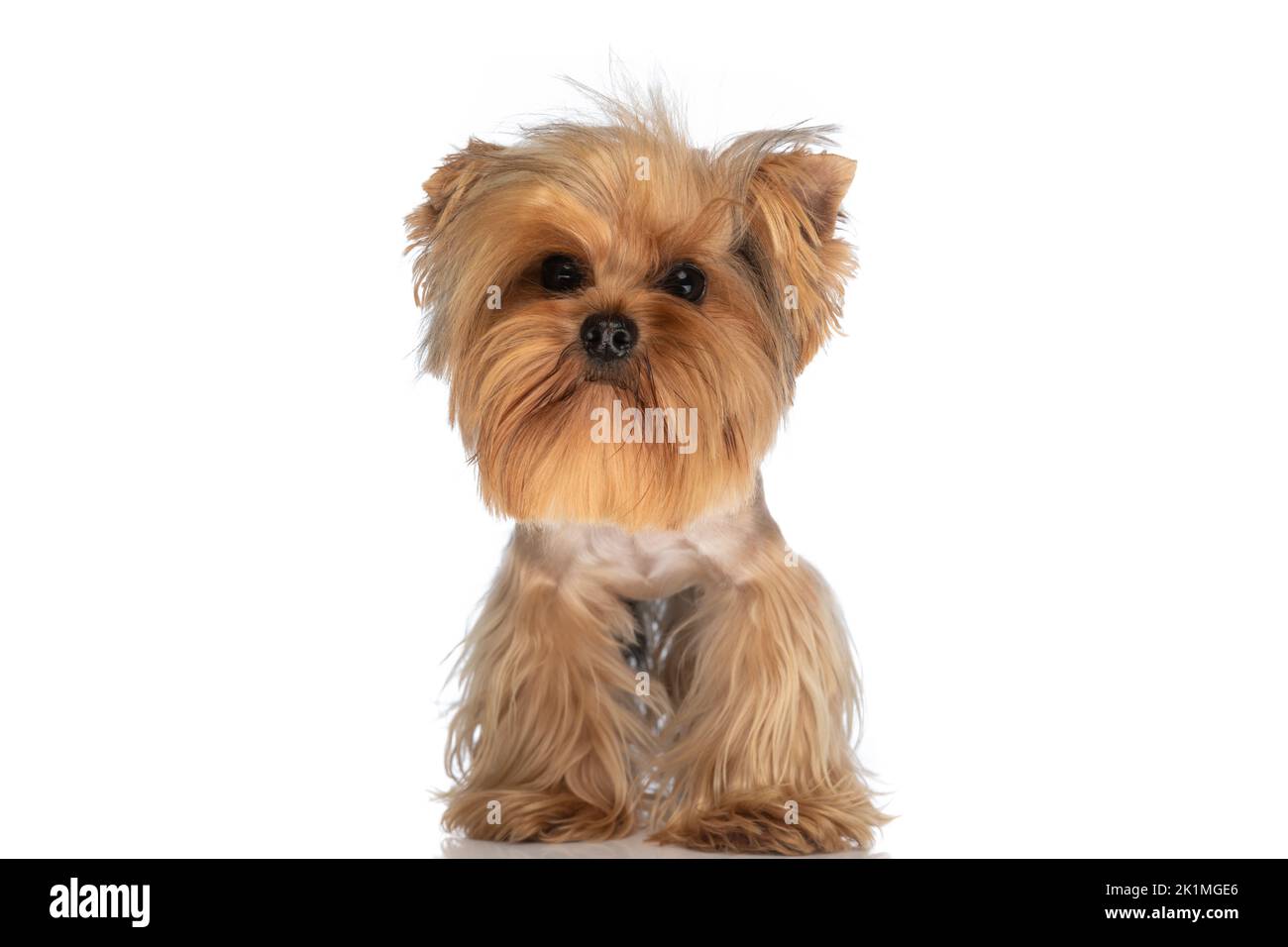picture of beautiful little yorkie dog standing in front of white ...
