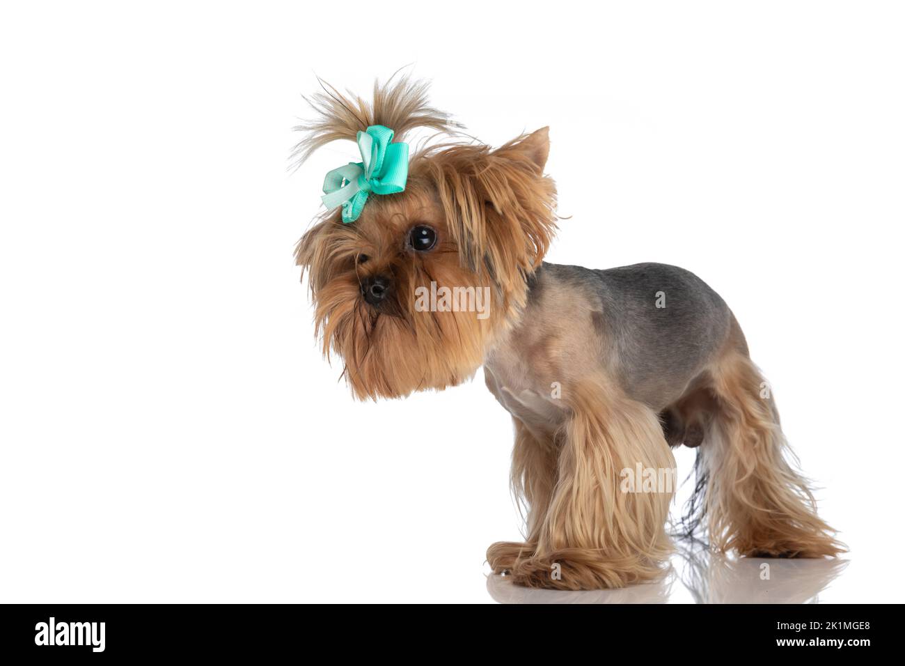 side view of cute yorkshire terrier with bow looking to side and being ...