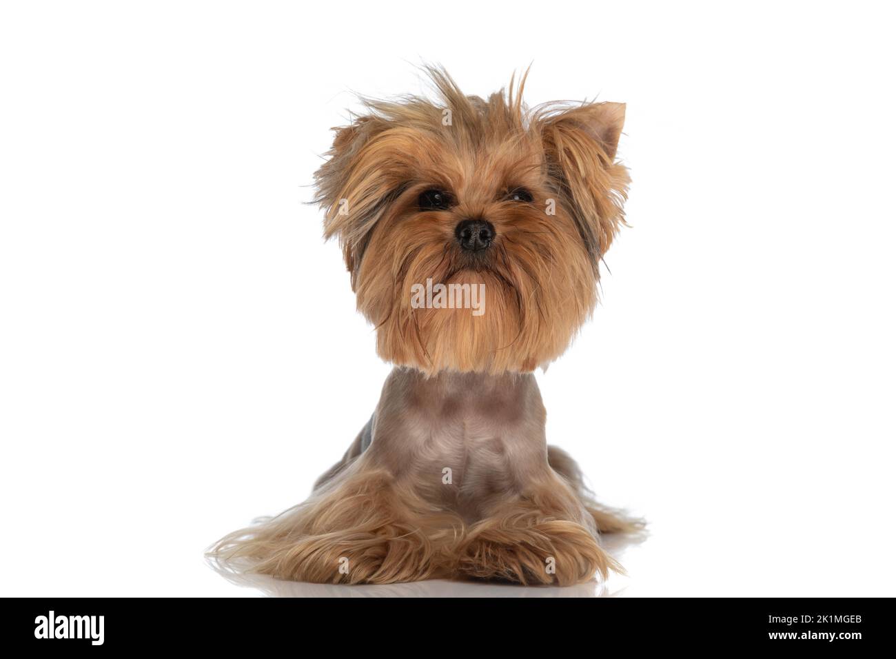 cute yorkie dog laying down on the floor, being curious and looking up ...