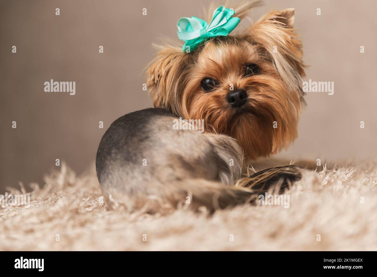 back view of little yorkshire terrier with blue bow looking behind ...