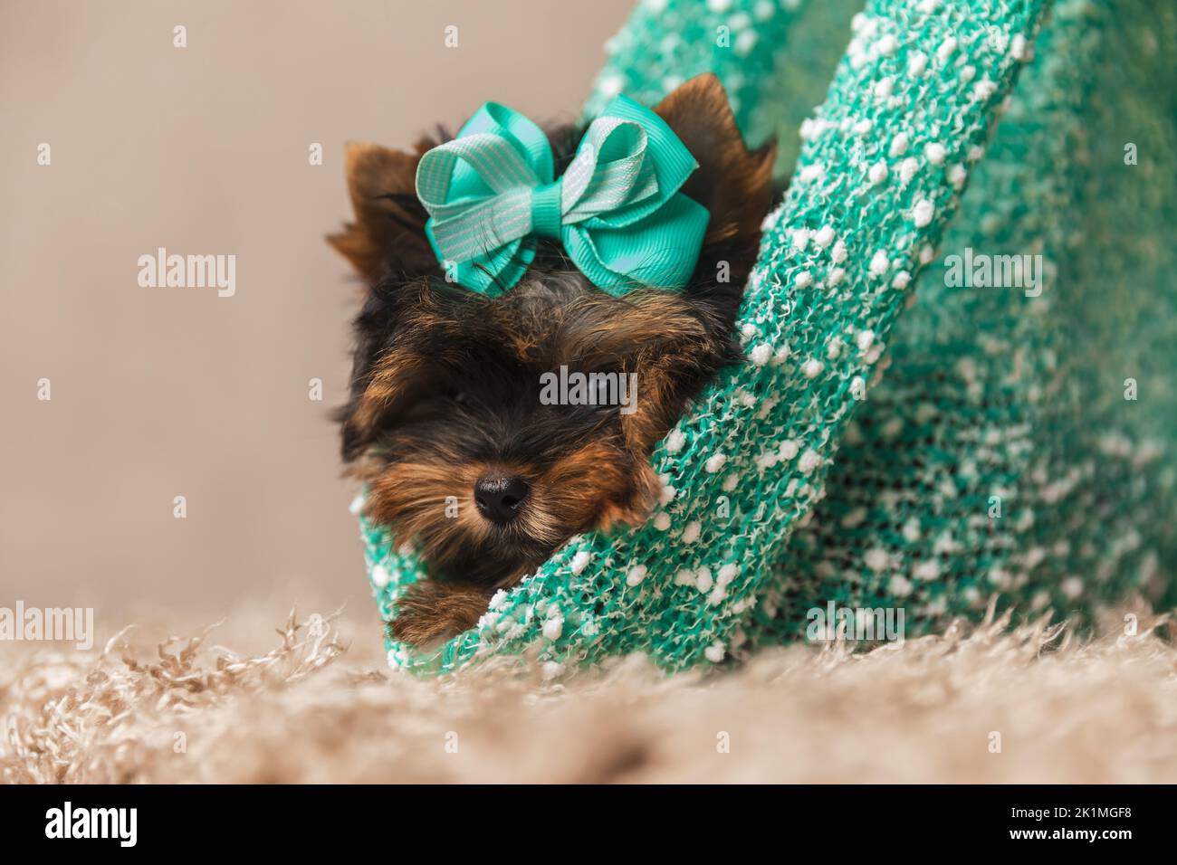 sweet baby yorkie puppy with blue bow laying down on carpet in a pouch ...