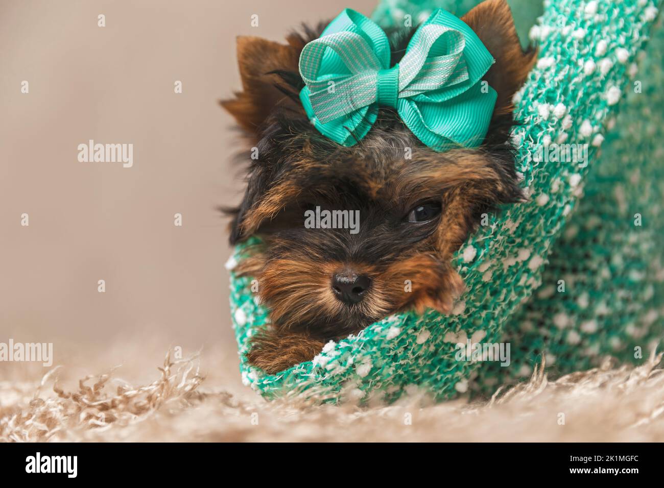 tired small yorkshire terrier dog with bow falling asleep in a pouch on ...
