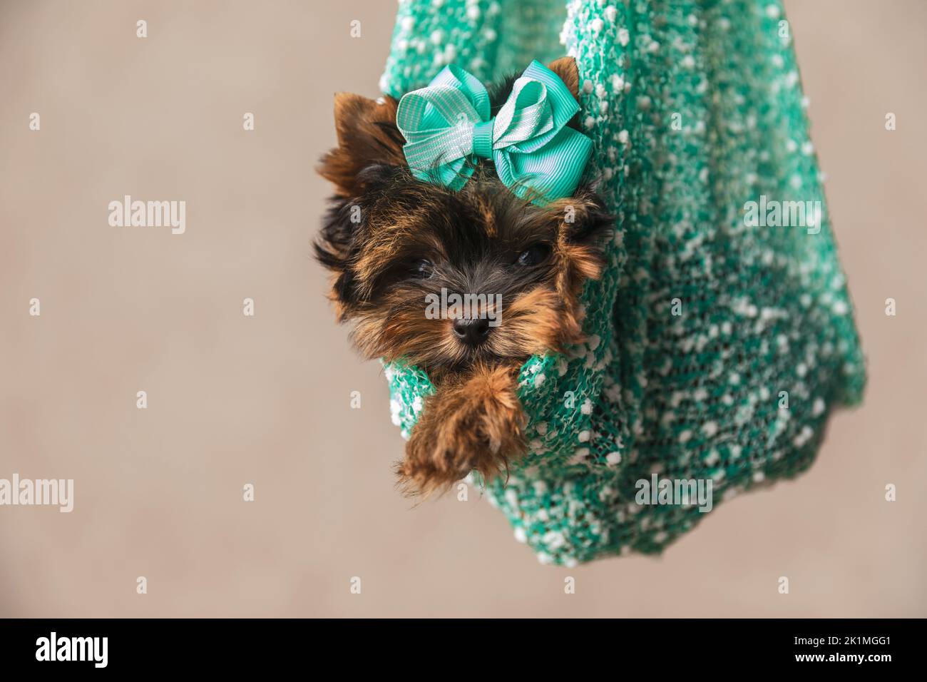 sweet baby yorkshire terrier puppy with bow in a warm and cozy sack in ...