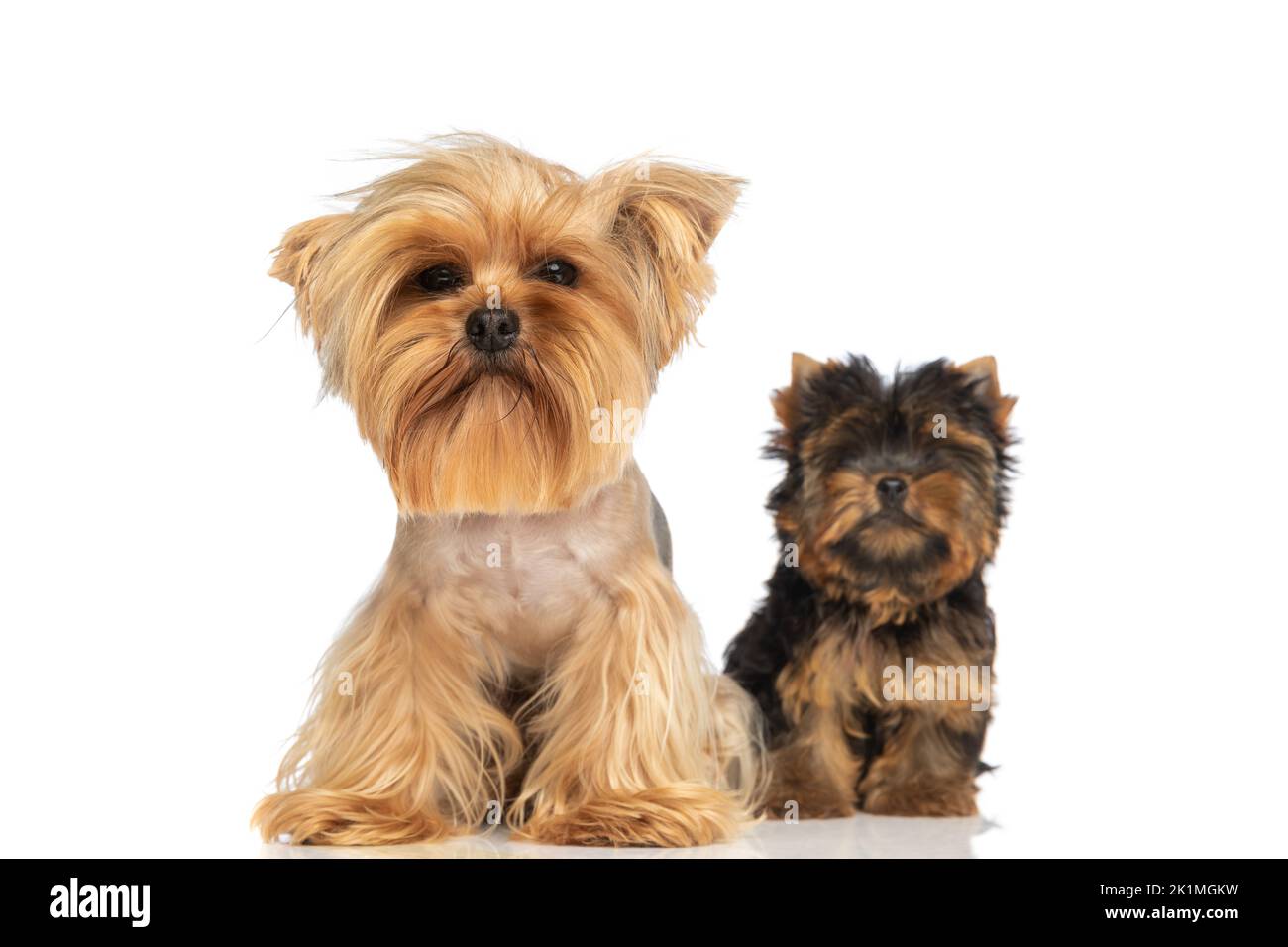 couple of two little yorkshire terrier dogs sitting on white background ...