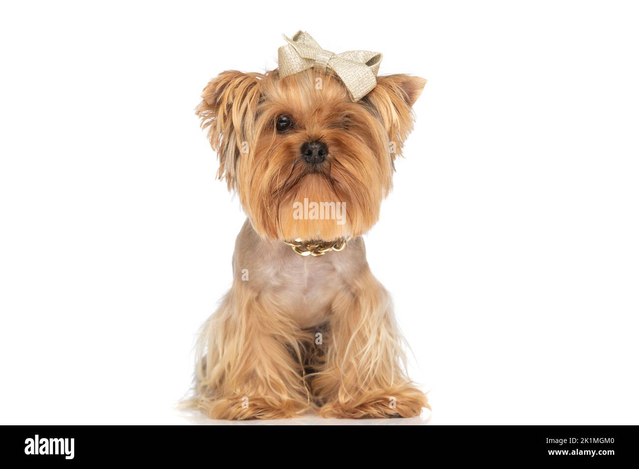 Yorkie Golden