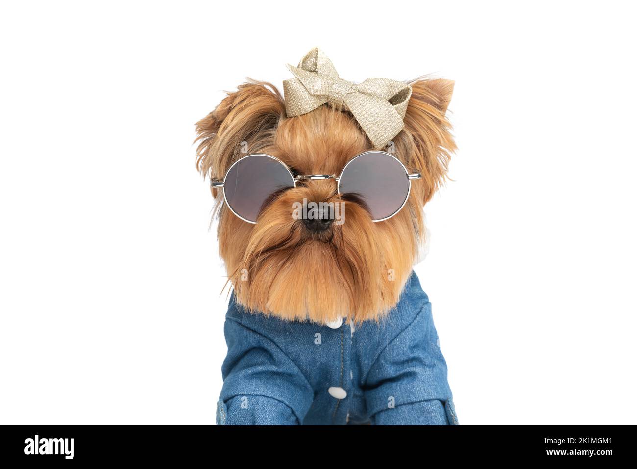 Yorkshire Terrier Clothes