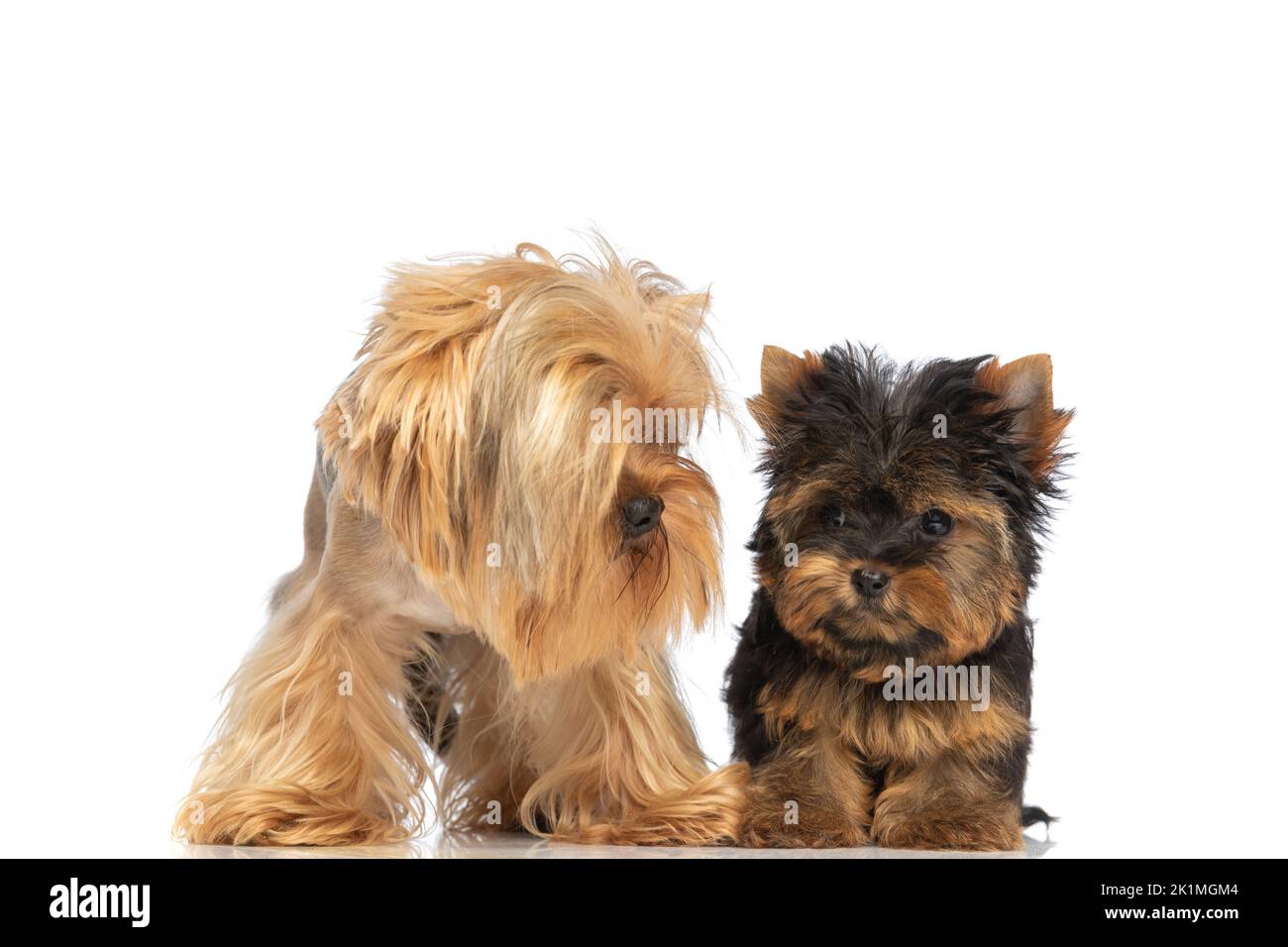 adorable little yorkshire terrier puppies looking at eachother while ...