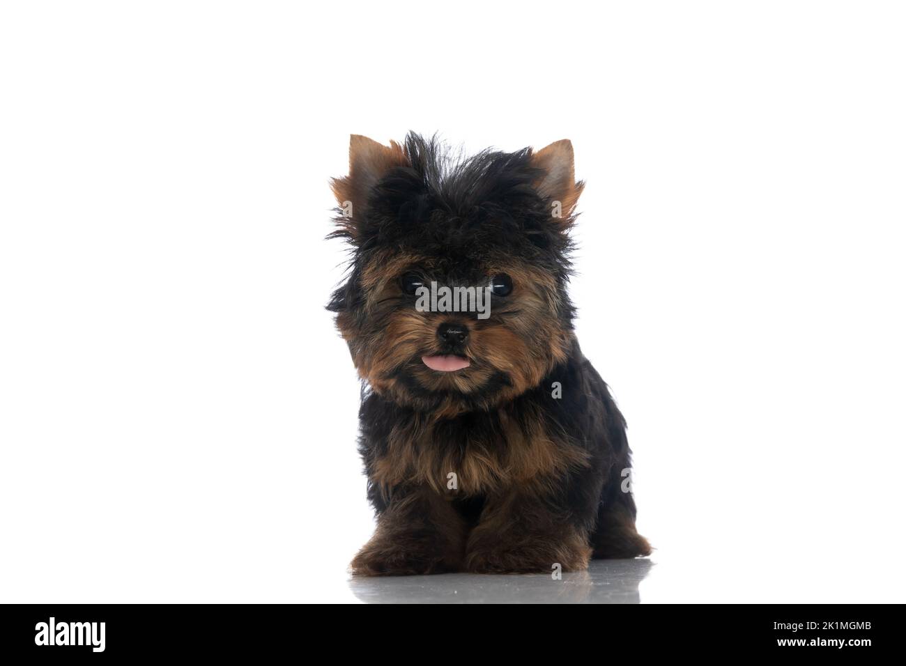 lovely little yorkie dog looking away and sticking out tongue on white ...