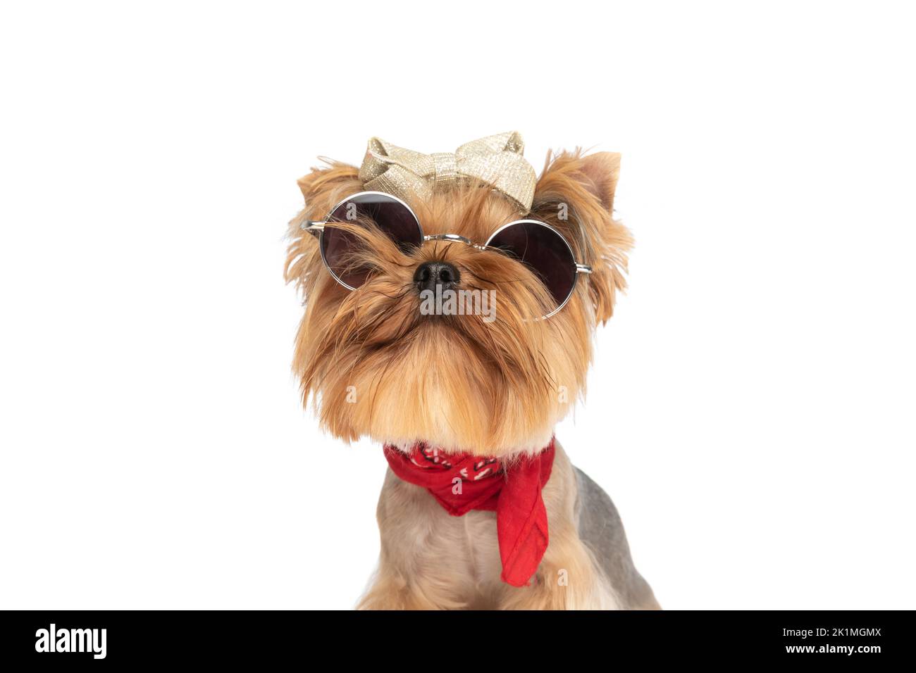 funny yorkie puppy wearing red bandana around neck and retro sunglasses ...