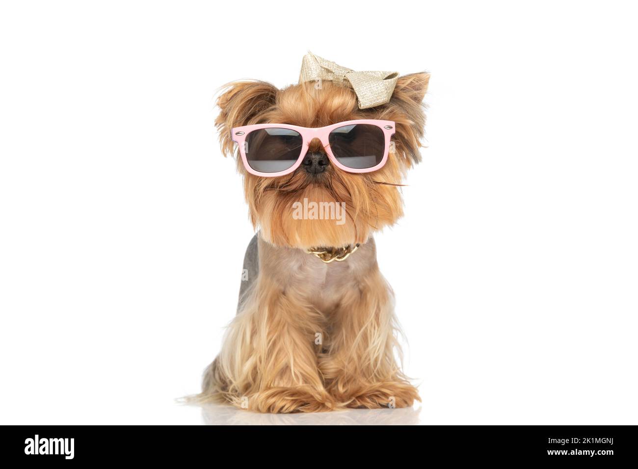 cool yorkie puppy with bow and collar wearing sunglasses and sitting on ...
