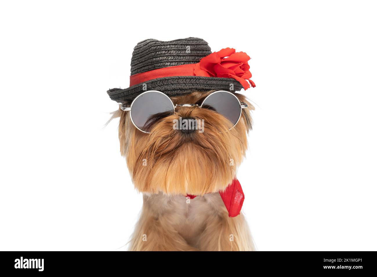cool baby yorkie dog wearing black hat with flowers, sunglasses and red ...
