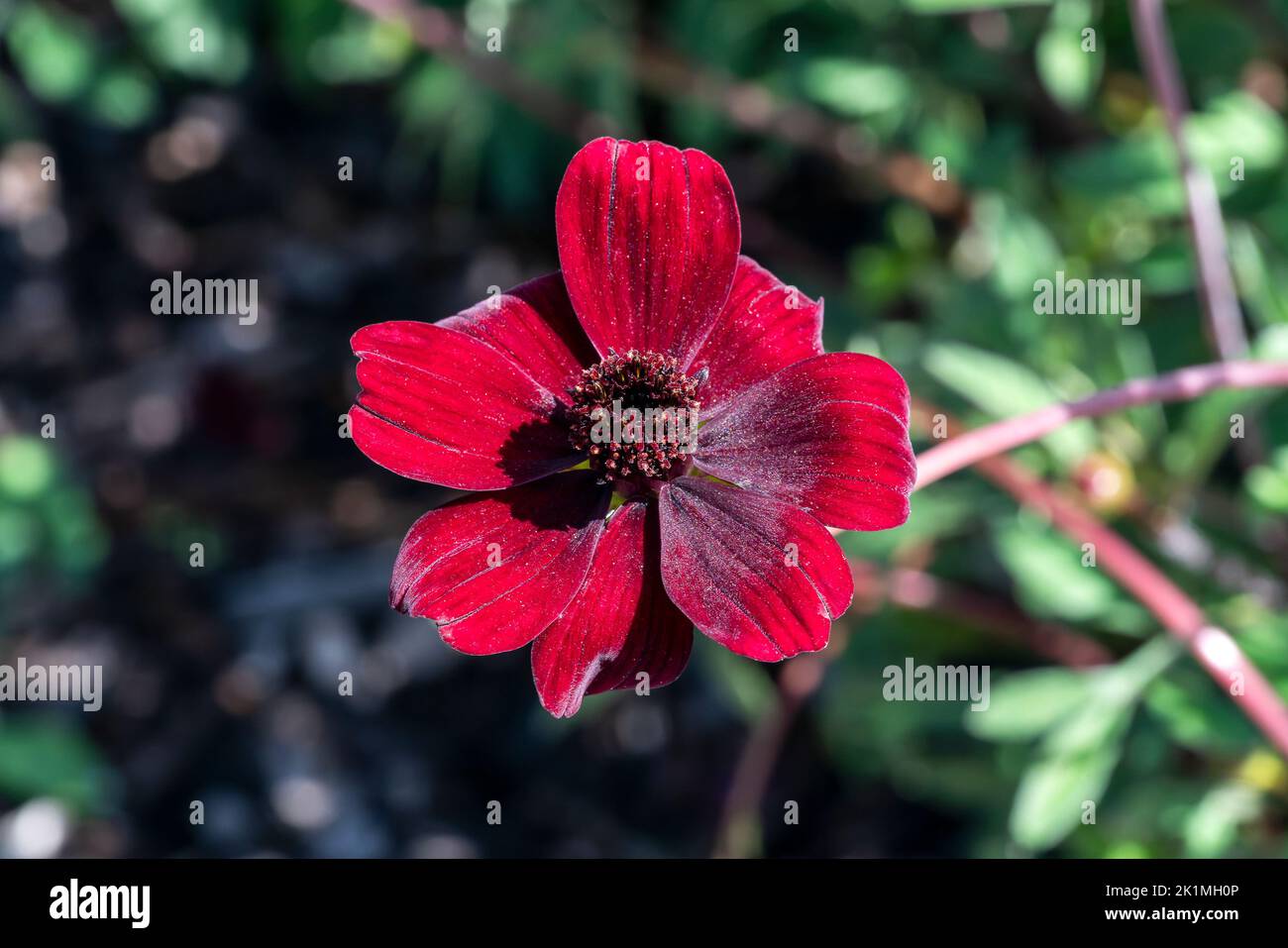 Chocolate cosmos hi-res stock photography and images - Alamy