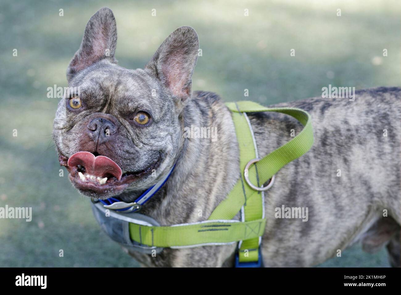 Brindle dog hi-res stock photography and images - Alamy
