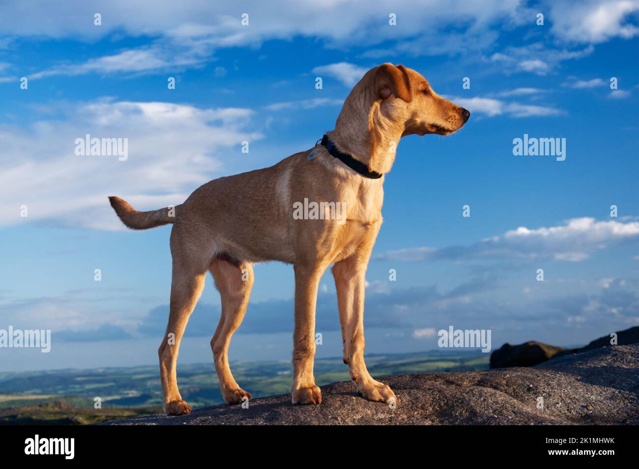 Red Fox Labrador Puppy, aged 5 months old Stock Photo - Alamy