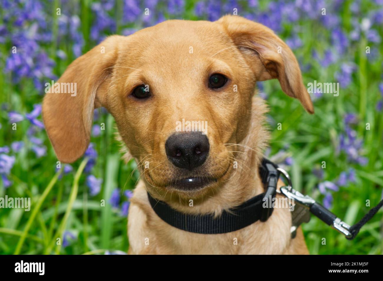 A young Red Fox Labrador puppy in field of Bluebells Stock Photo - Alamy