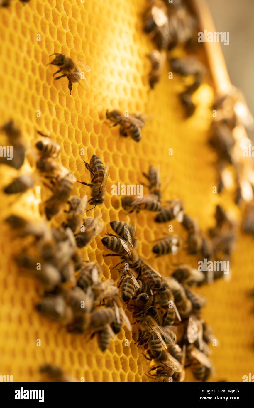 Bees on a frame with honeycombs. Selective focus. Insects close-up ...