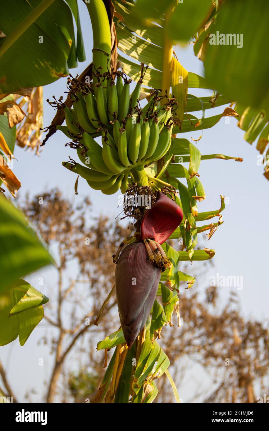 Goiânia, Goias, Brazil – September 18, 2022: A bunch of unripe bananas ...