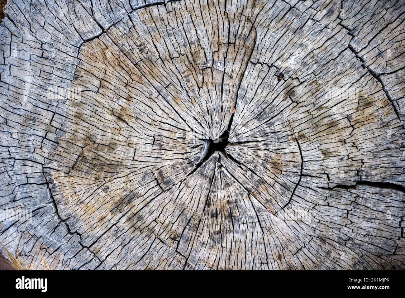 Top view of a beautiful weathered wood slice with many annual rings and radiating cracks Stock ...