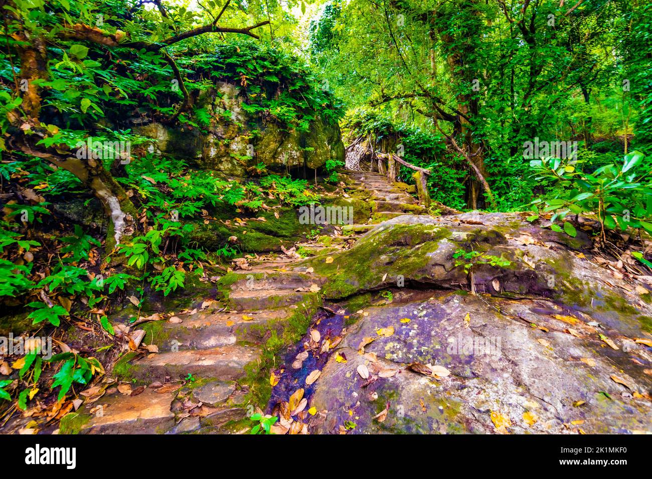 Tourist path in the jungle near Mae Sa river and waterfall, Thailand ...